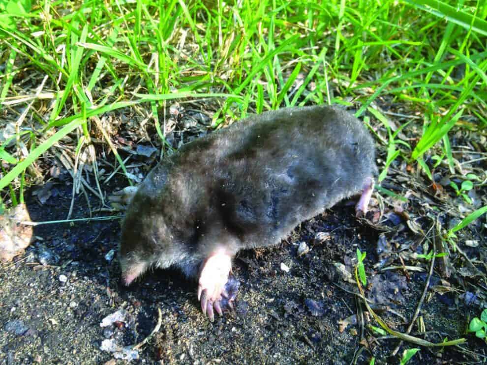 Prairie Life: Mounds of mystery - The New Falcon Herald